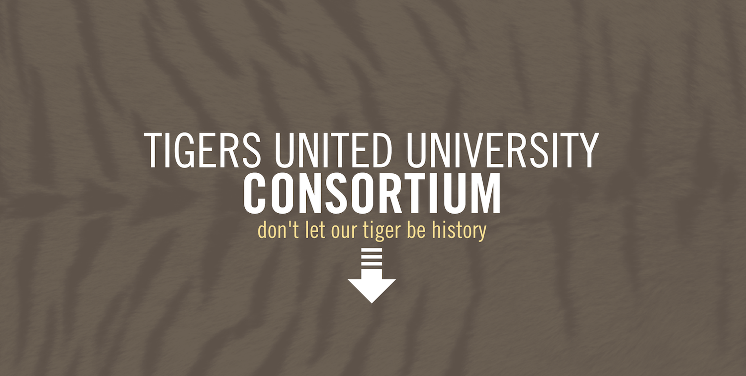 Case Study Creativity Tigers United And The Creative Editing Process